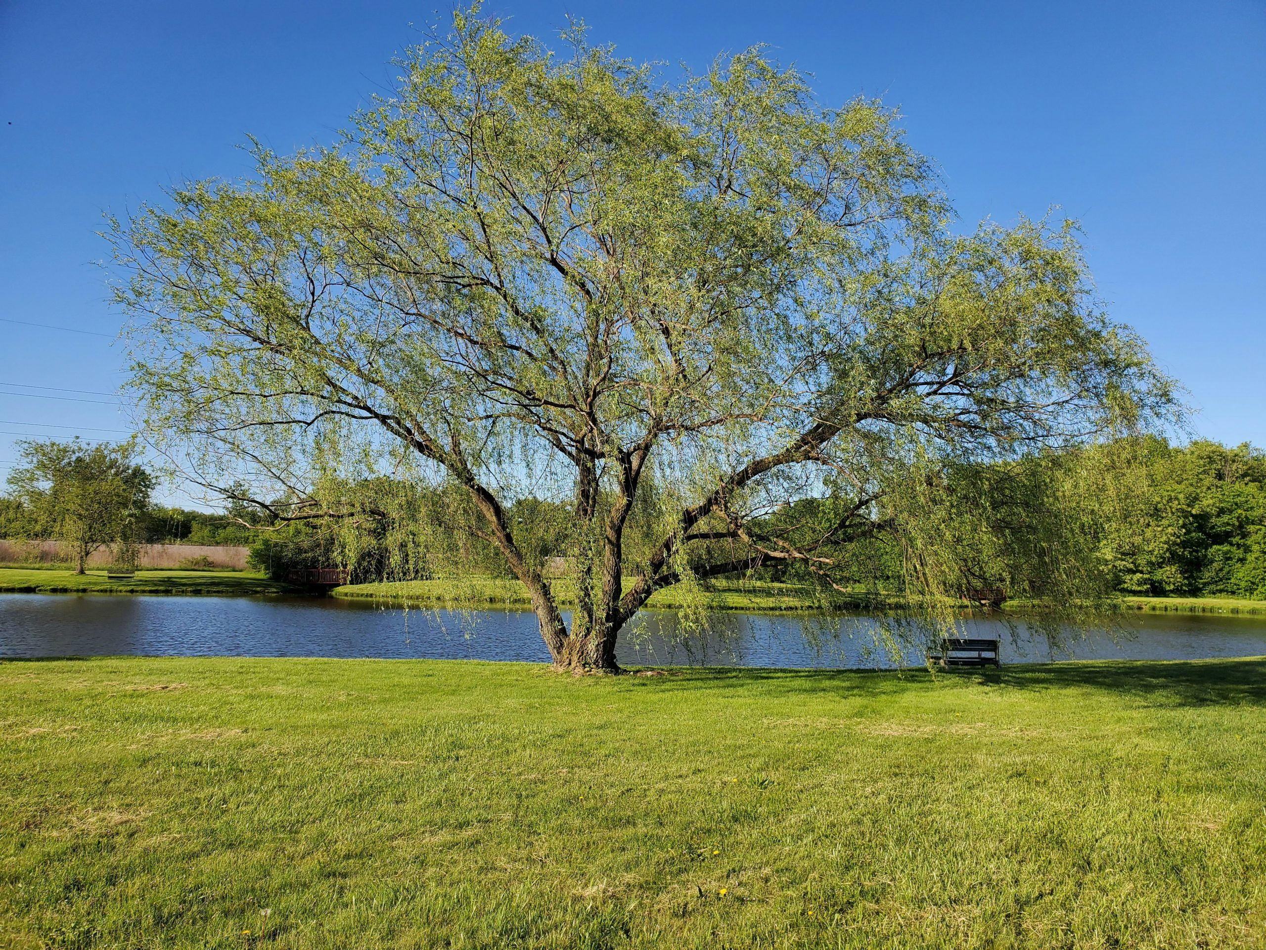 Unveiling the Enchantment of Salix: Discovering the Ecological ...